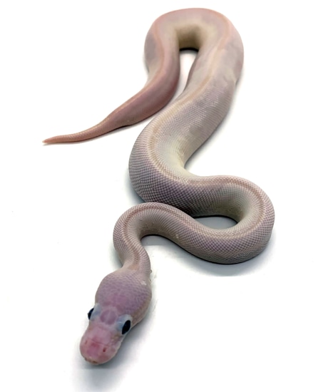 BEL Mojave/Lesser Ball Python by EDGExotics