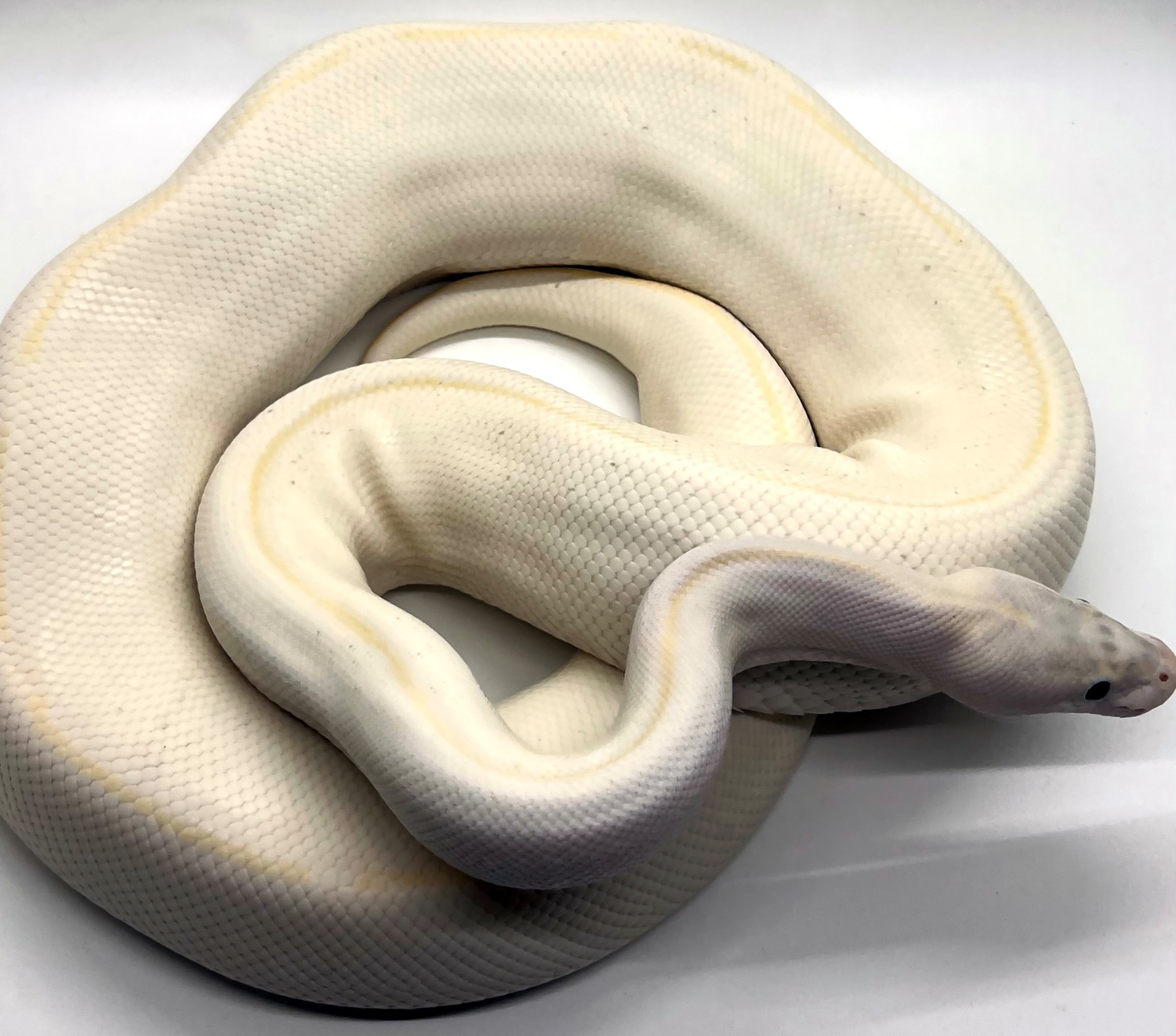 Ivory (Proven Breeder) Ball Python by EDGExotics - MorphMarket