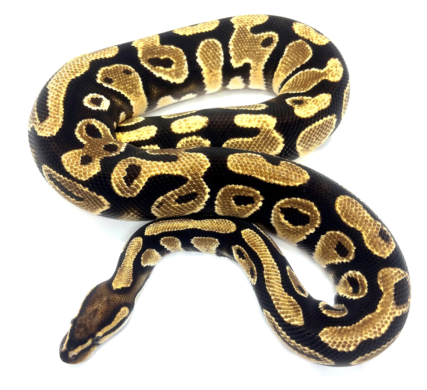 OD Gravel Het Clown (Proven Breeder) Ball Python by EDGExotics ...