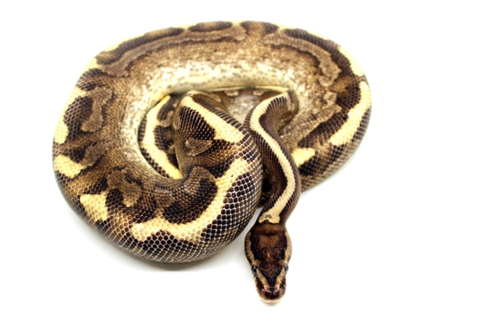 Asphalt Specter (Proven Breeder) Ball Python by EDGExotics