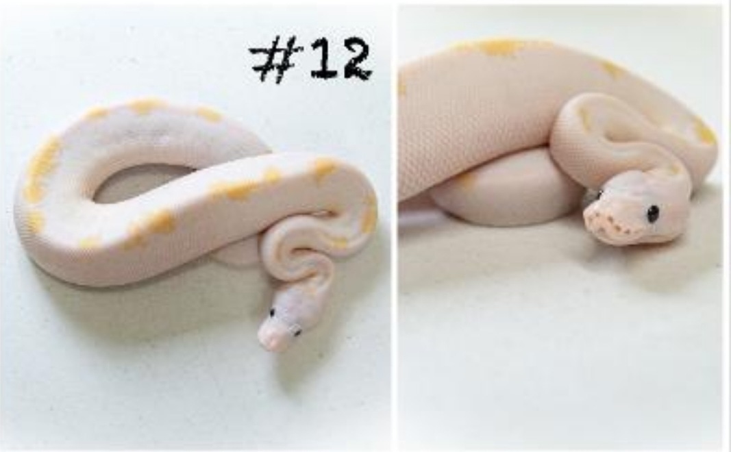 Super Fire Ball Python by Blended Creations - MorphMarket
