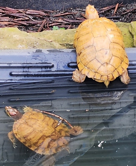 1.2 Proven Hypo Red Eared Sliders! Slider Turtle by Blended Creations