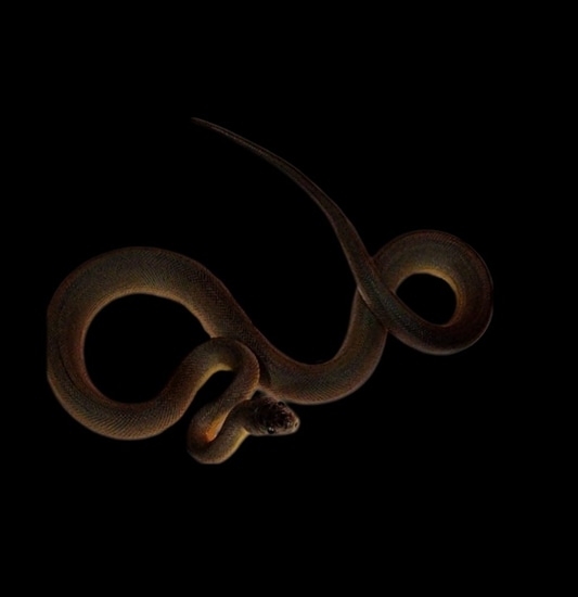 Water Pythons CB by Blended Creations