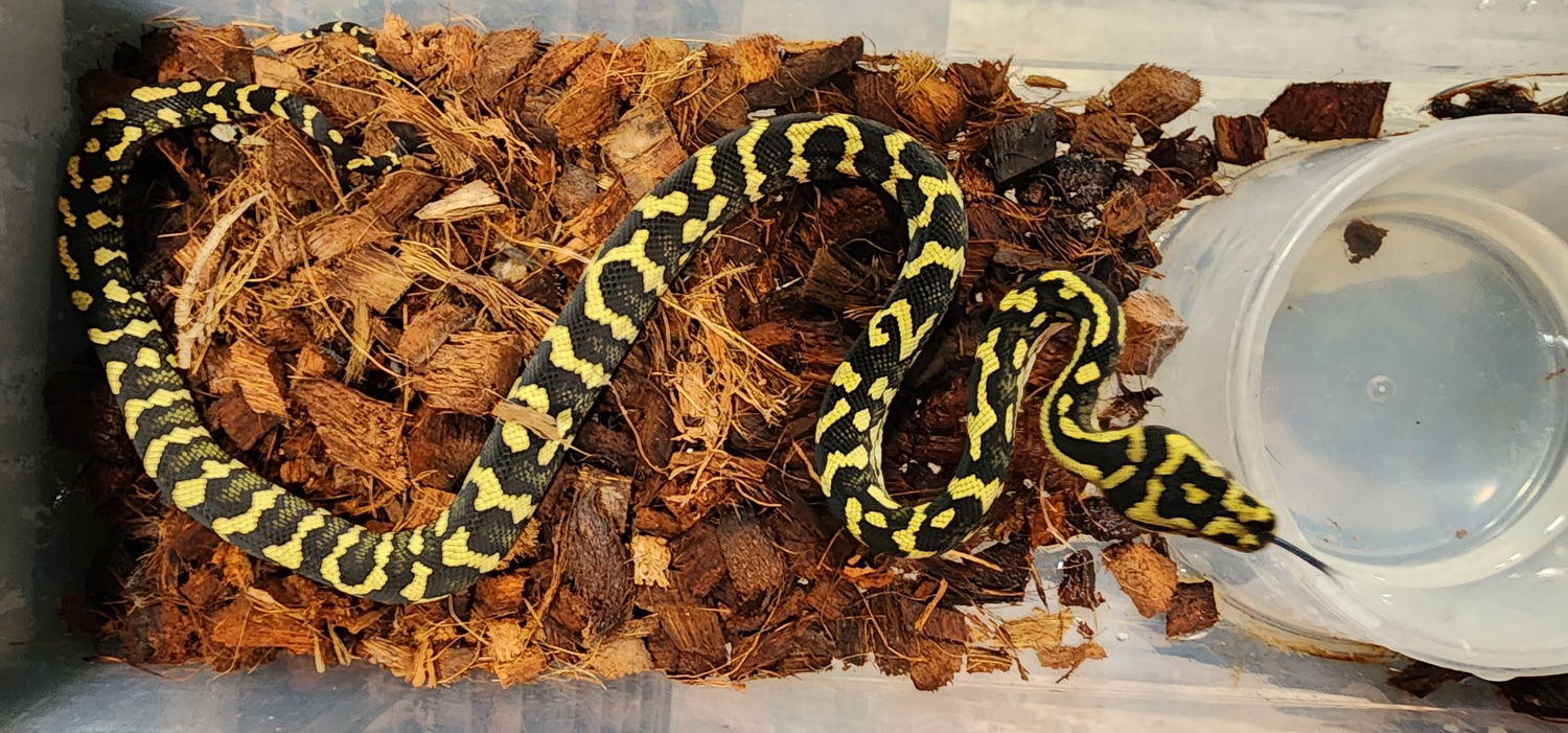 22 Pure Carpet Jungle Carpet Python by Blended Creations - MorphMarket