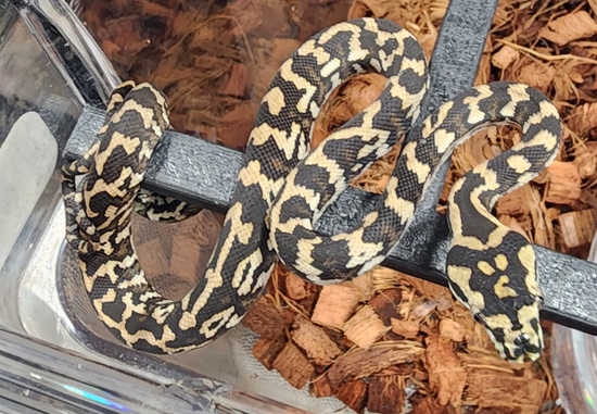 2023 Pure Jungle Carpet Jungle Carpet Python by Blended Creations