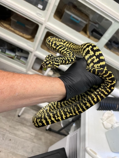 2023 Pure Jungle Carpet Jungle Carpet Python by Blended Creations