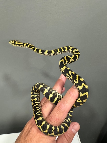 Pure Mutton X VPI Jungle Carpet Python by Blended Creations