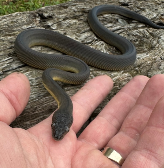 2023 1.1 PAIR Water Python by Blended Creations