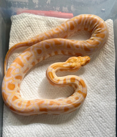 Albino Het Pied Burmese Python by Cat 5 Reptiles