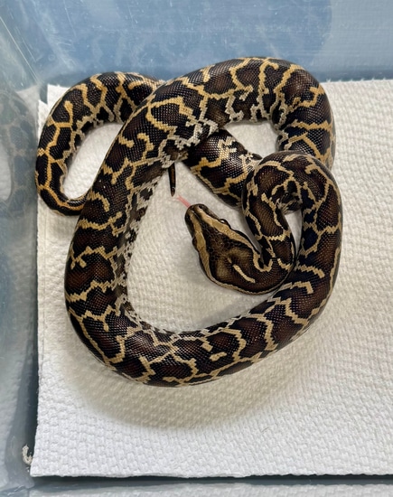 100% Het Albino Pos Het Pied Burmese Python by Blended Creations