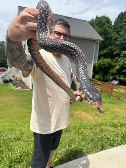 Mexican Indigo Cribo & Indigo Snakes by Blended Creations