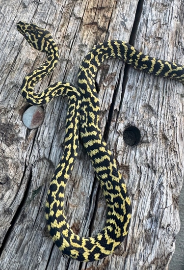 ZEBRA Mutton X VPI Jungle Carpet Python by Blended Creations