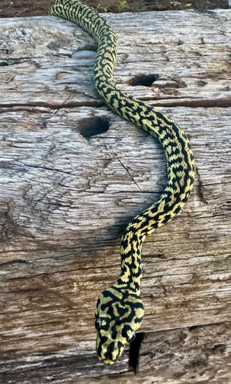 ZEBRA Mutton X VPI Jungle Carpet Python by Blended Creations