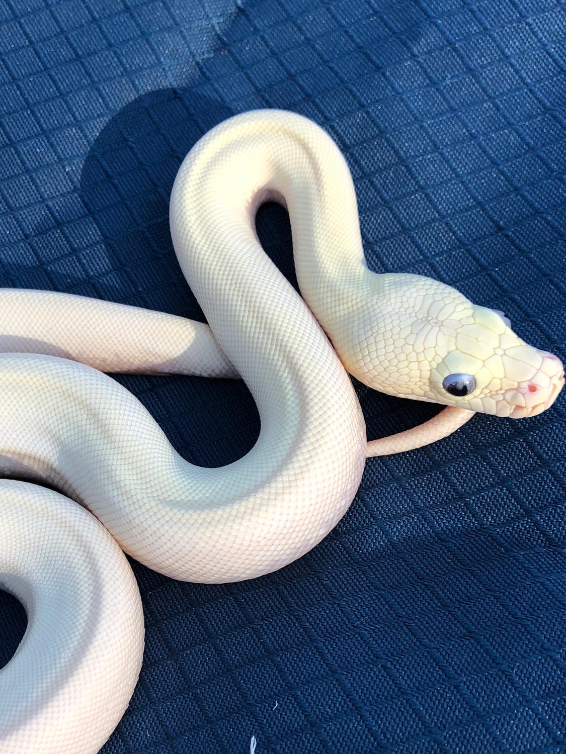 Ivory Burmese Python by Blue Line Exotics - MorphMarket