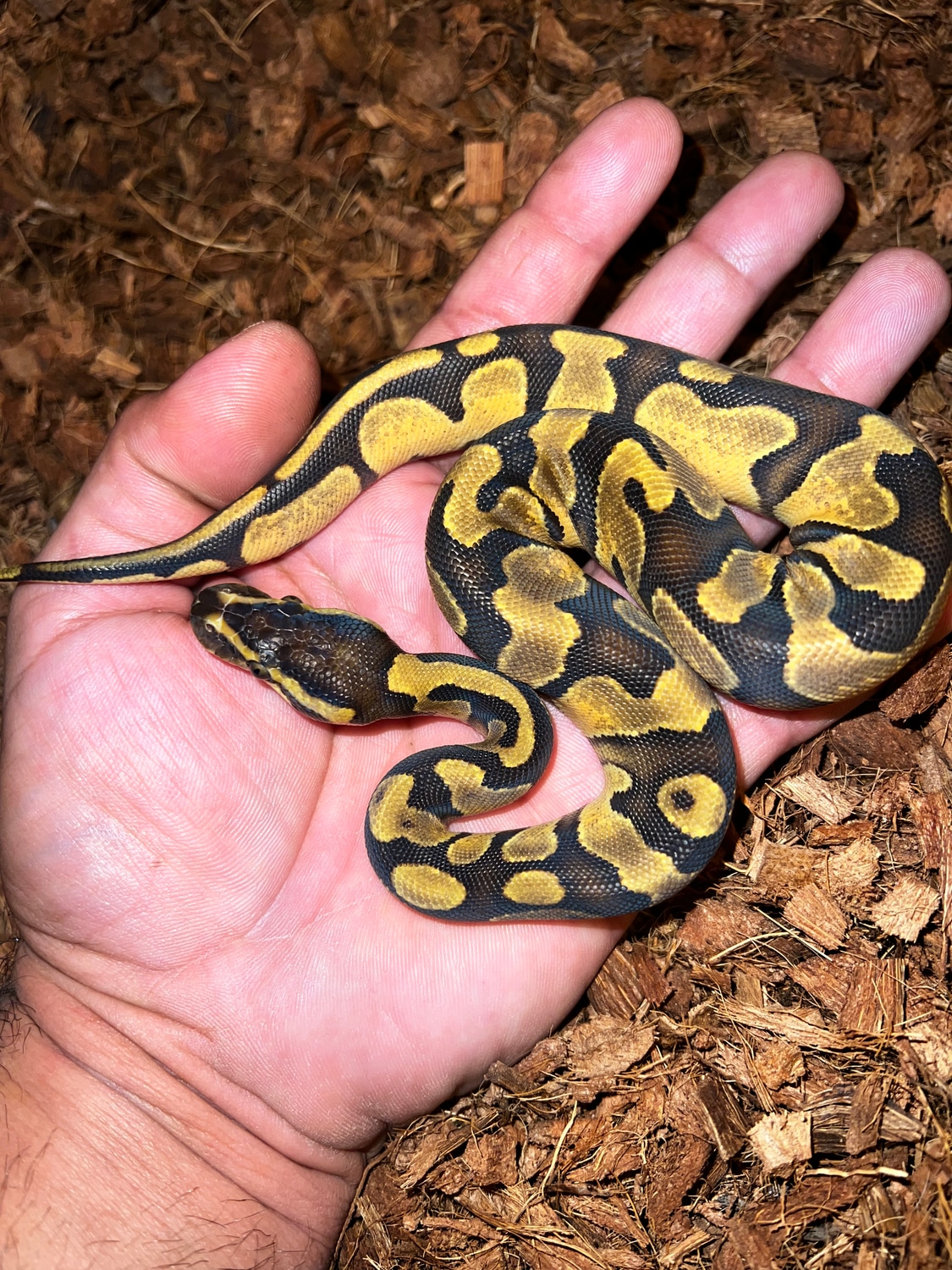 OD Enchi 50% Het Pied Ball Python by Exotic D.R.I.P Pythons - MorphMarket