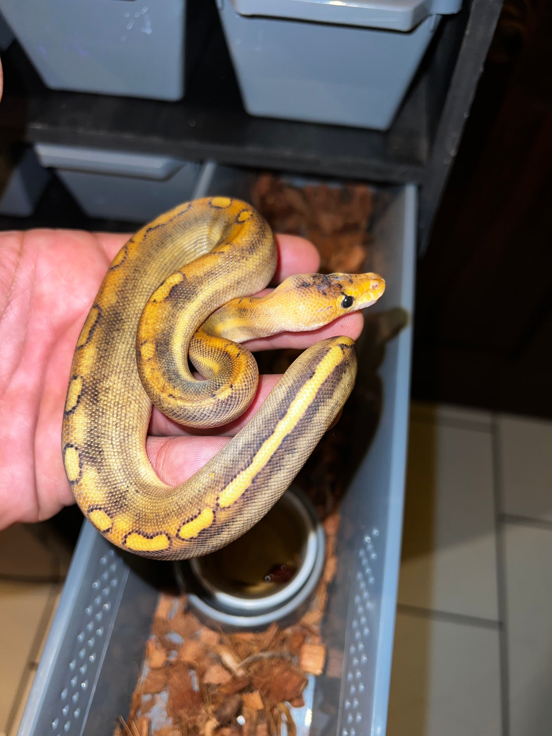 Champagne Pos OD 50% Het Pied Ball Python by Exotic D.R.I.P Pythons ...