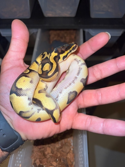 Enchi Pastel OD Pos Het Pied Ball Python by Exotic D.R.I.P Pythons