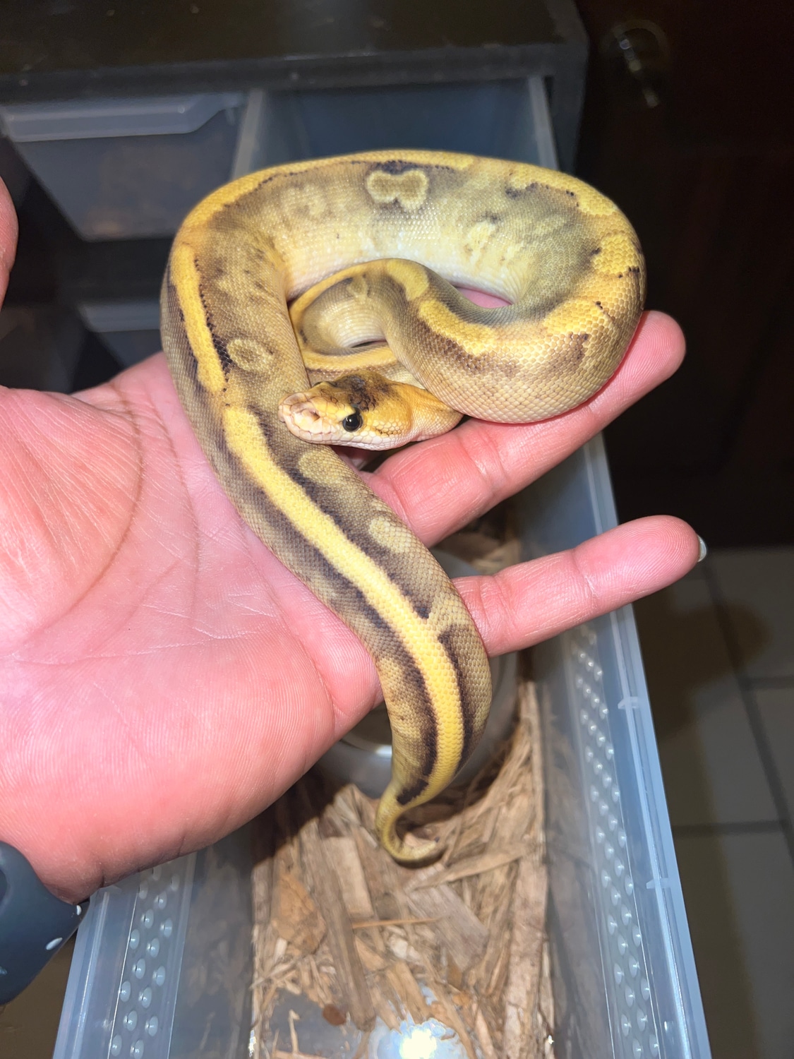 Enchi Champagne Pos OD Pos Het Pied Ball Python by Exotic D.R.I.P ...