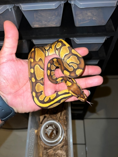 Trojan Enchi Het Genetic Stripe Ball Python by Exotic D.R.I.P Pythons