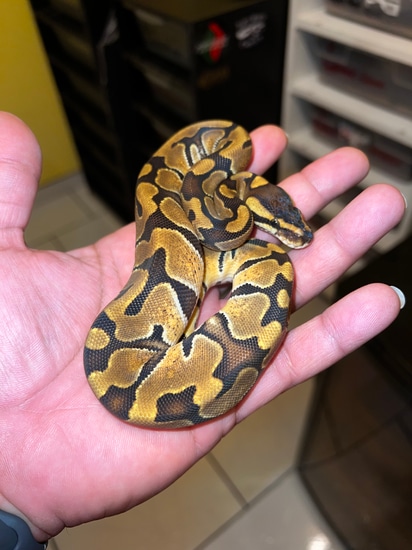 Enchi Het Genetic Stripe Ball Python by Exotic D.R.I.P Pythons