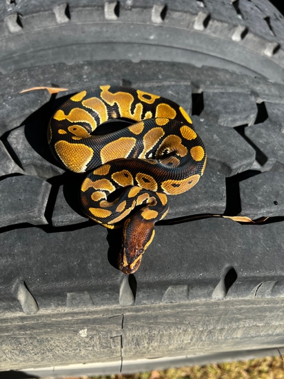 Trojan Het Gstripe Ball Python by Exotic D.R.I.P Pythons