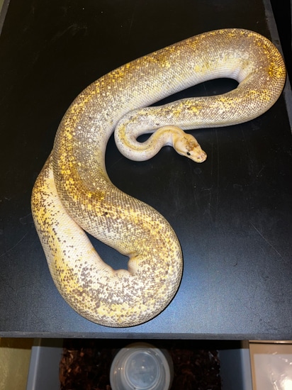 Pastel Champagne On Ball Python by Exotic D.R.I.P Pythons