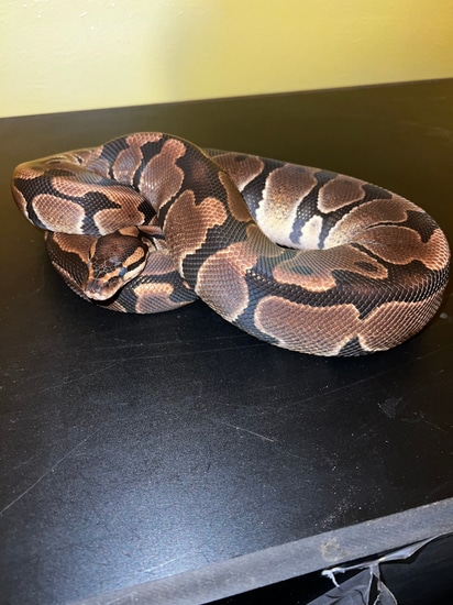 Blade Het Clown On Ball Python by Exotic D.R.I.P Pythons