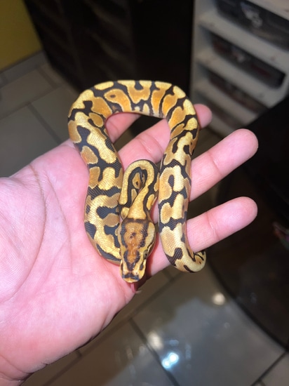 Trojan Enchi Spotnose Het Clown Ball Python by Exotic D.R.I.P Pythons