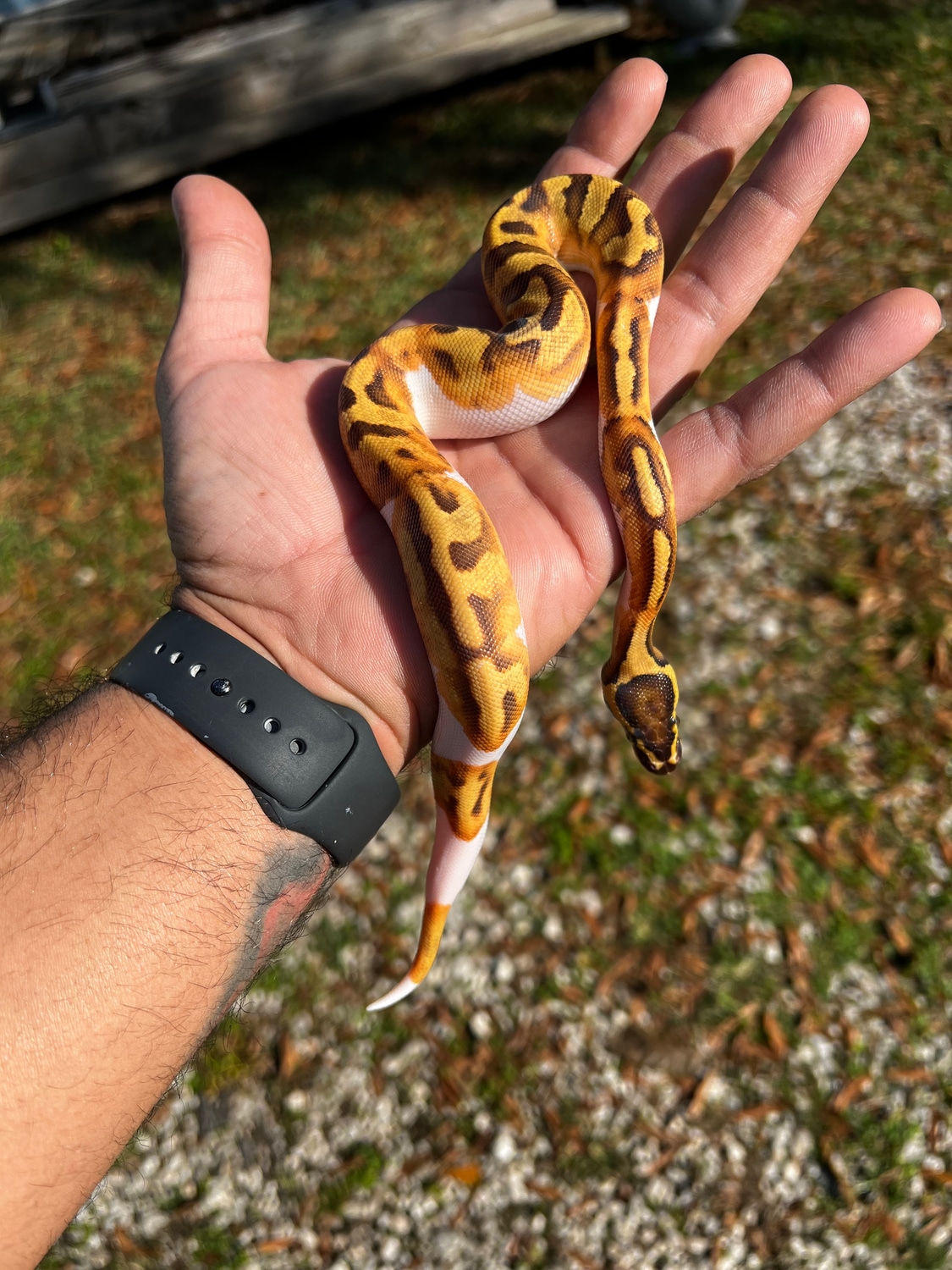 Enchi Orange Dream GeneX Pied Ball Python by Exotic D.R.I.P Pythons ...