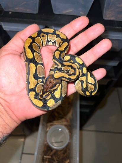 Trojan Het Clown Ball Python by Exotic D.R.I.P Pythons