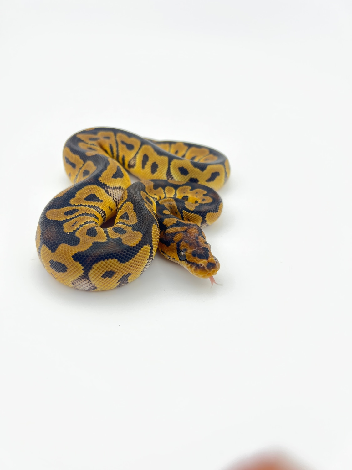 Clown Het VPI Ball Python by Exotic D.R.I.P Pythons - MorphMarket