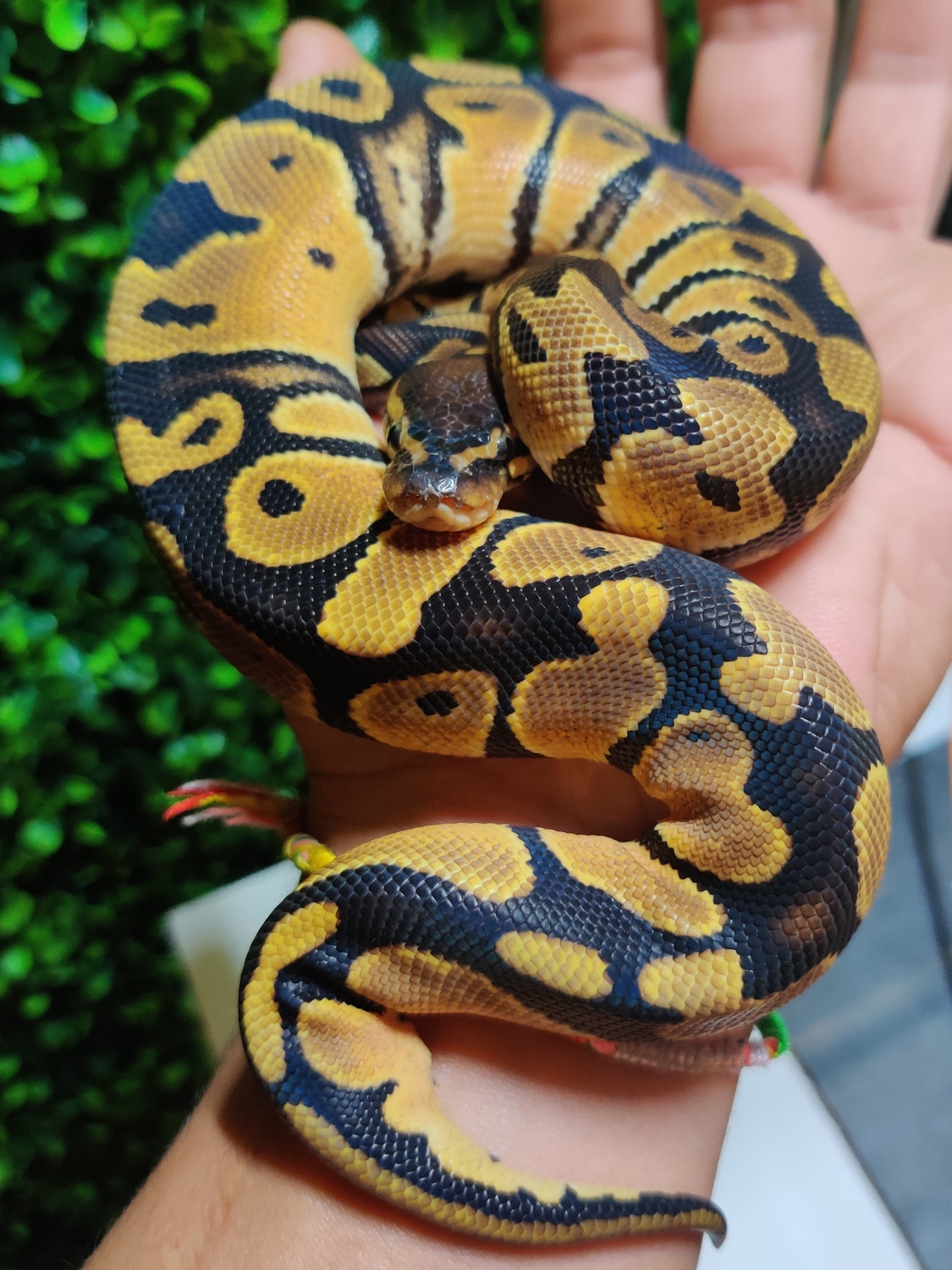 Orange Dream Ball Python by Little Shop of Constrictors - MorphMarket
