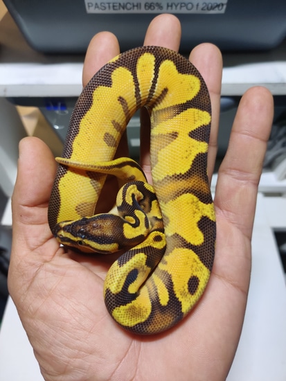 High Intensity Orange Dream Enchi Yellowbelly Het Piebald Ball Python ...