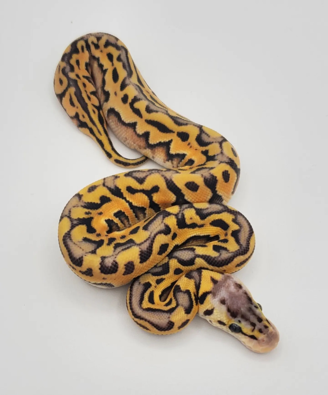 Super Pastel Puzzle Ball Python by Little Shop of Constrictors ...