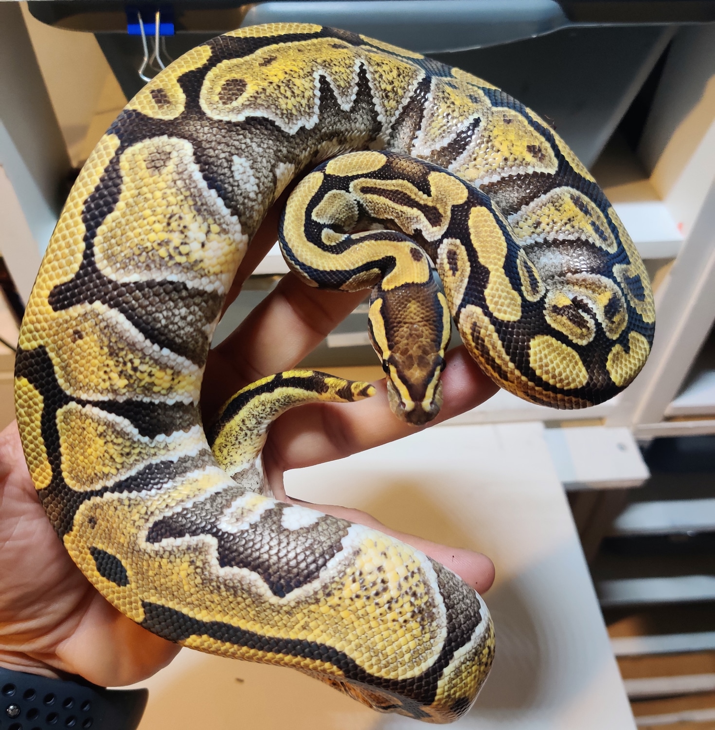 Lace Ball Python by Little Shop of Constrictors - MorphMarket