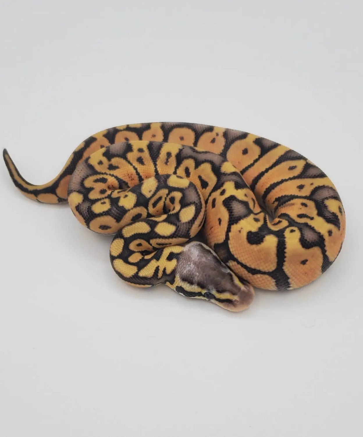 Super Pastel 66% Het Puzzle Ball Python by Little Shop of Constrictors ...