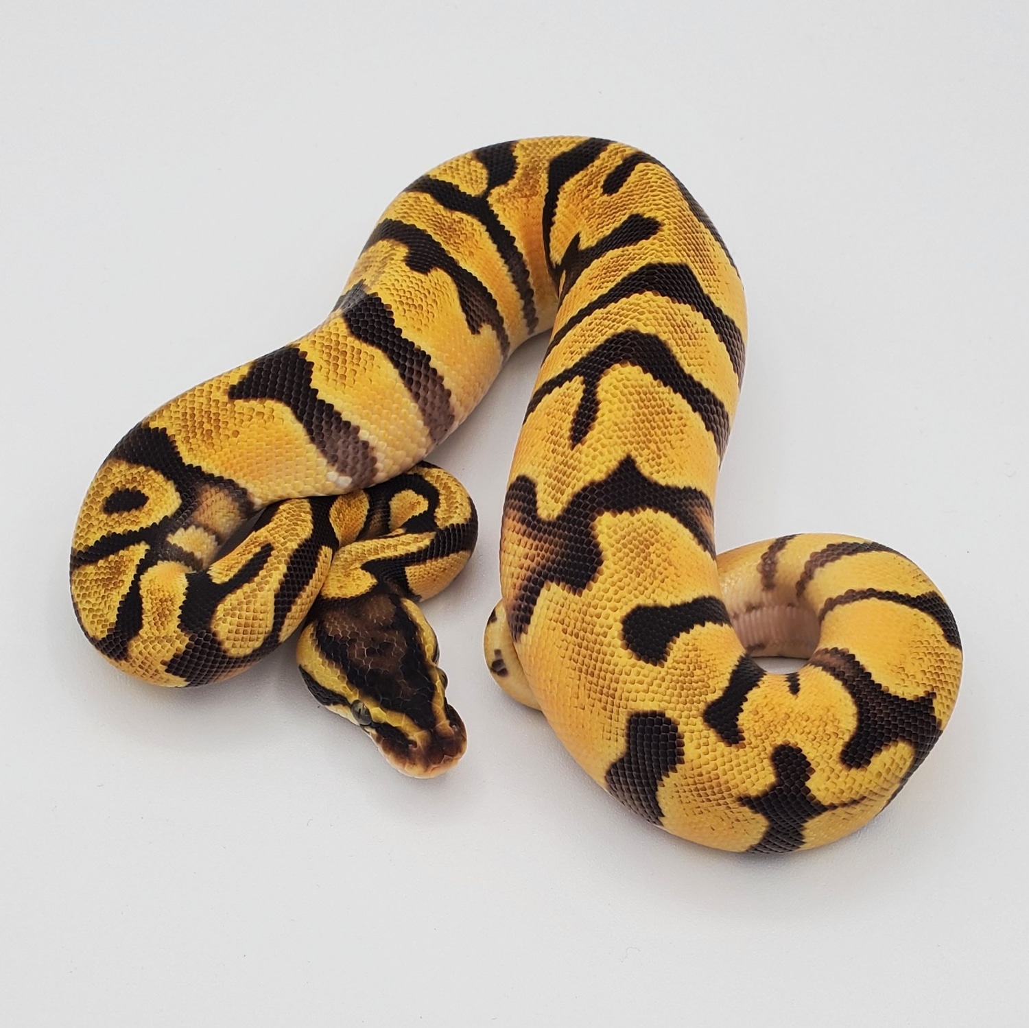 Pastel Enchi Het Desert Ghost Ball Python by Little Shop of ...