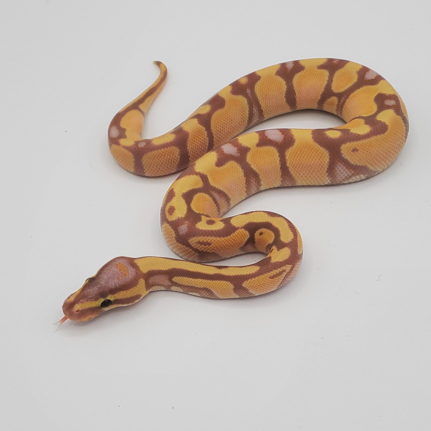 Banana Enchi Het Piebald Ball Python by Little Shop of Constrictors ...