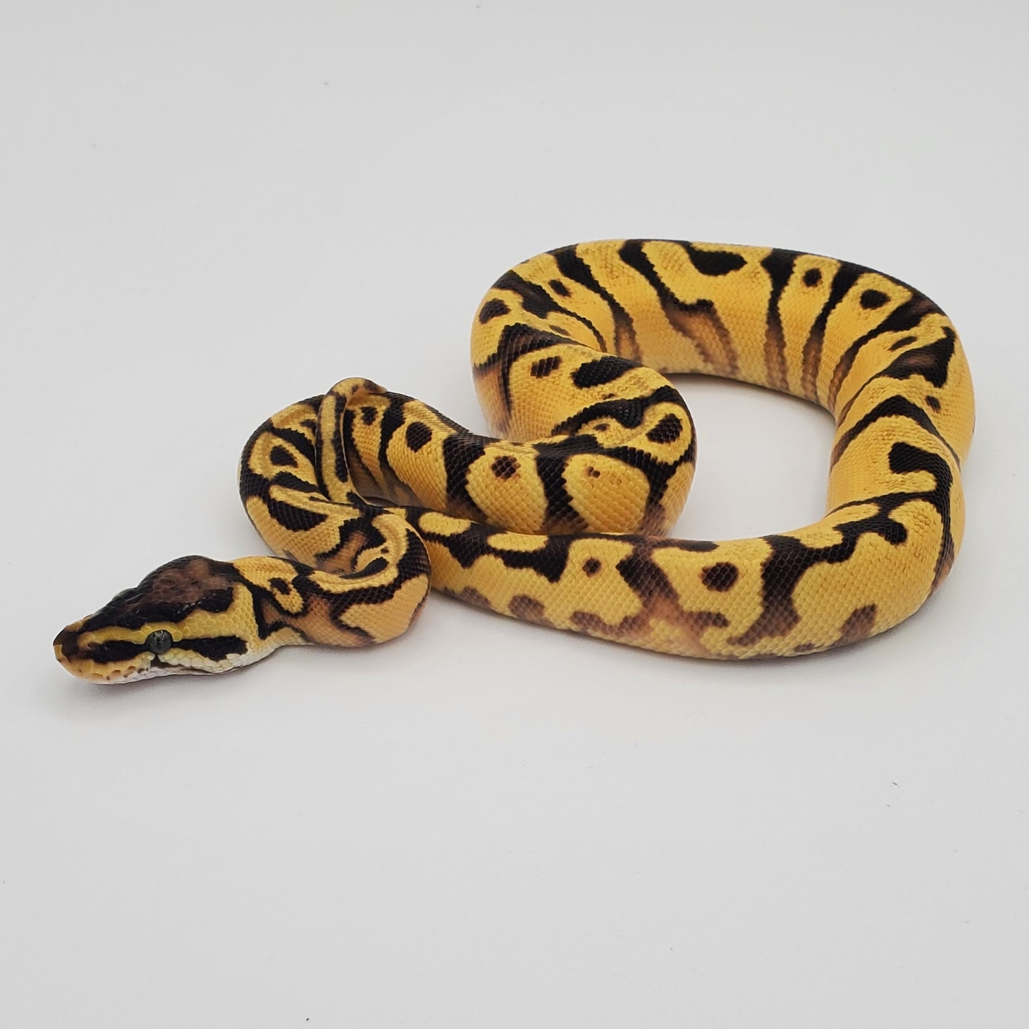 Pastel Orange Dream Enchi Yellowbelly Lace Het Desert Ghost Ball Python ...