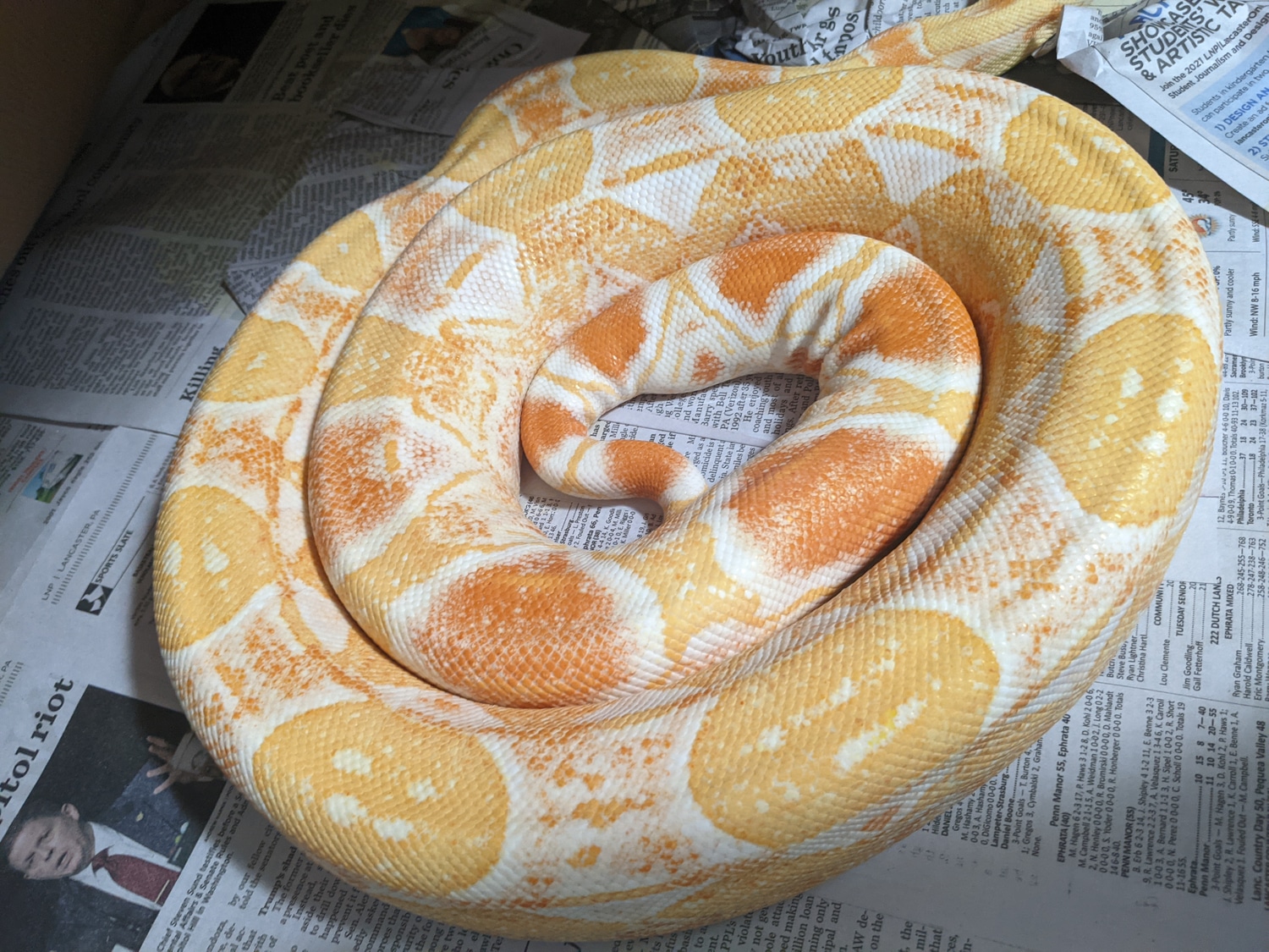 PROVEN 2017 Female Red Pastel Sharp Albino Boa Constrictor by Eric's ...