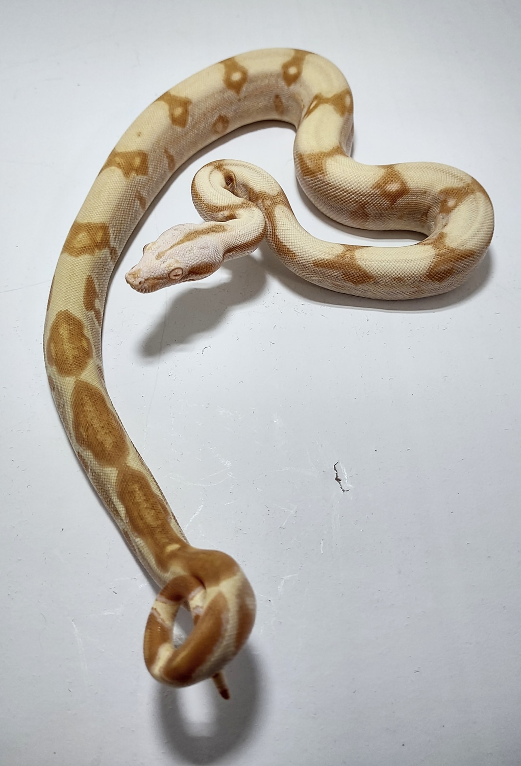 Purple/red Pastel Sharp Sunglow Boa Constrictor by Eric's Exotics ...