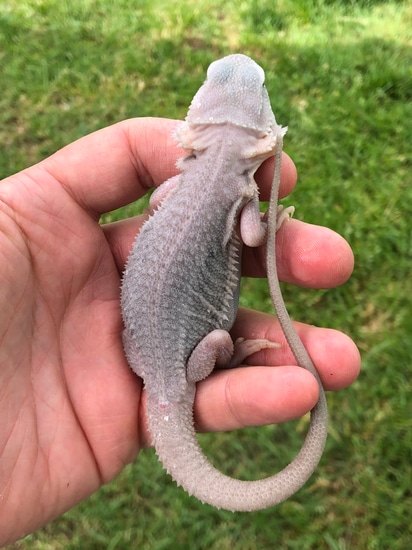 Hypo Zero Trans Central Bearded Dragon by Eds Dragons