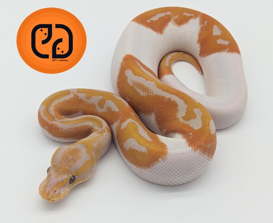 Dreamsicle Poss Java Poss Het MJ Axanthic Ball Python by ED reptiles