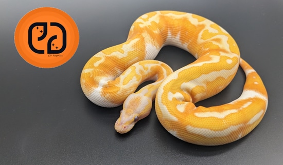 Dreamsicle Scrambler (Poss Super Scrambler) Java Poss Het MJ Axanthic ...