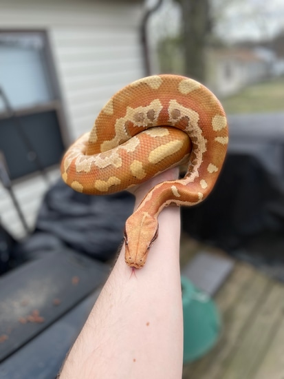 T Positive Albino Blood Python Sumatran Short-Tailed Python by Edwards ...