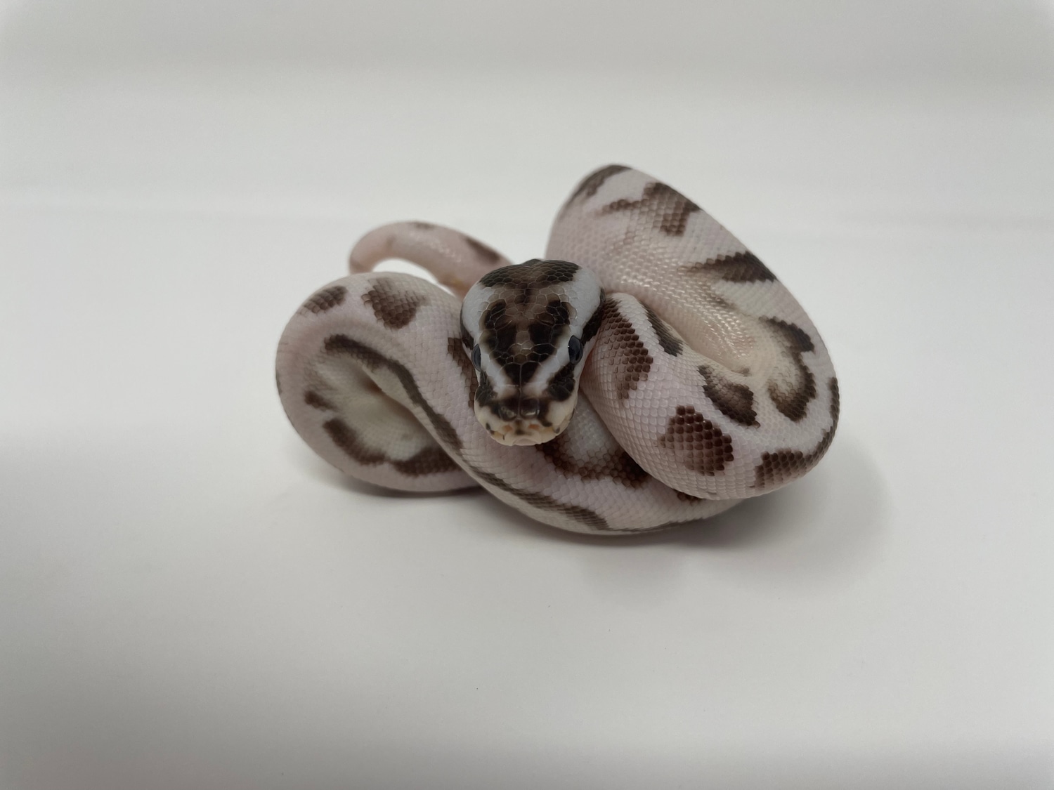 Pastel Enchi Leopard Poss OD Axanthic VPI Pied Ball Python by Edwards ...