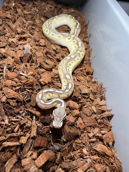 Lesser Pewter Ball Python by Lucky Balls