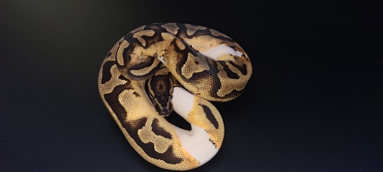 Enchi Pied Ball Python by Static Morphs llc.