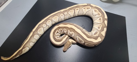 Butter Xtreme Gene Ball Python by Static Morphs llc.
