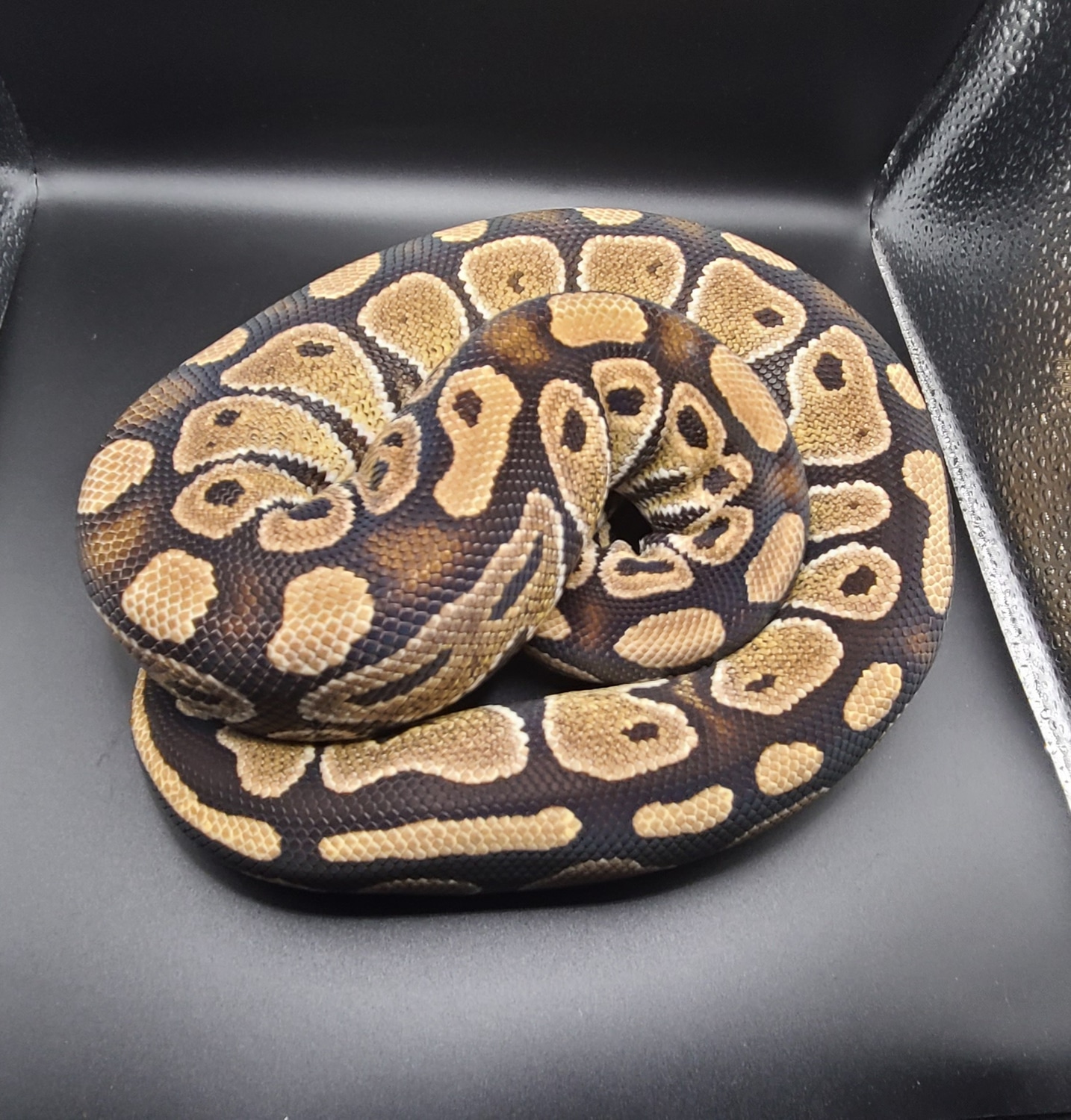 Russo Female Ball Python by Static Morphs llc. - MorphMarket